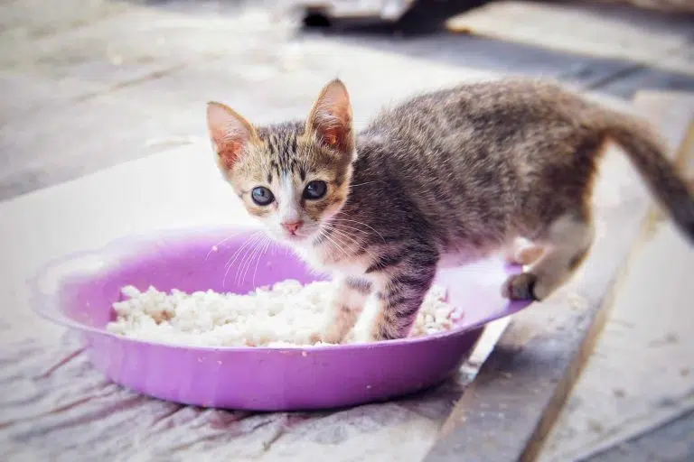 Bolehkan Kucing Makan Nasi Campur Ikan, Ini Penjelasannya… – Pet Shop ...