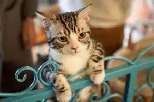 5 Pertanda Kucing Masuk Rumah Kita Jangan Sampai Diusir • Pet Shop ...