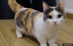 7 Jenis Kucing Kaki Pendek Cocok Untuk Hewan Peliharaan Beserta ...
